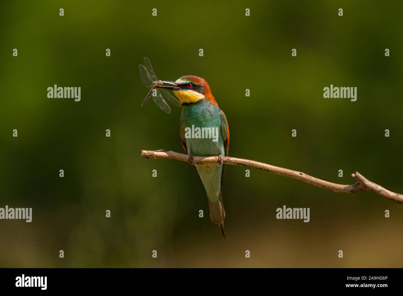 Bee-eater (Merop apiaster), Hortobágy National Park, Hungary Stock ...