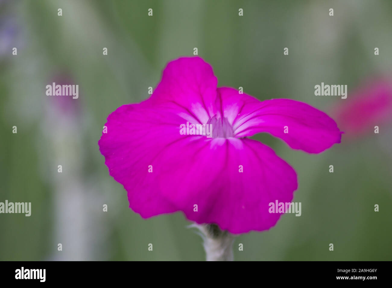 Rose campion crown pink hi-res stock photography and images - Alamy