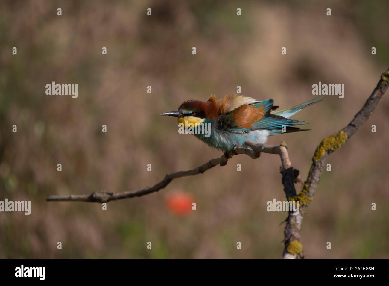 Bee-eater (Merop apiaster), Hortobágy National Park, Hungary Stock ...