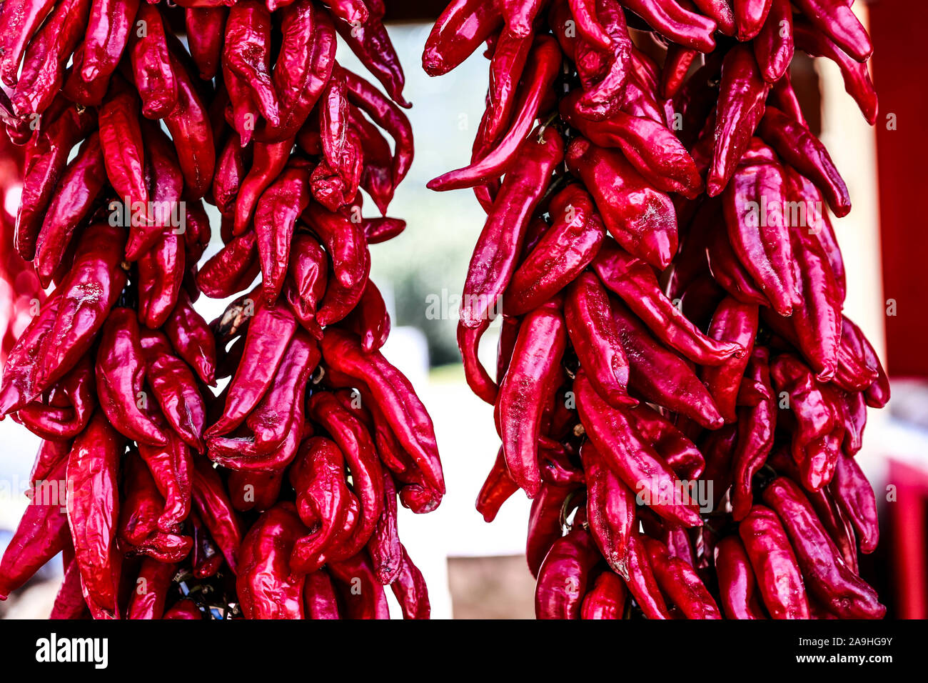 Ristras of red chile in the town Mazocahui, is part of the route of the ...