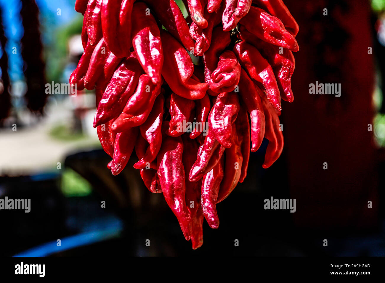 Ristras of red chile in the town Mazocahui, is part of the route of the ...