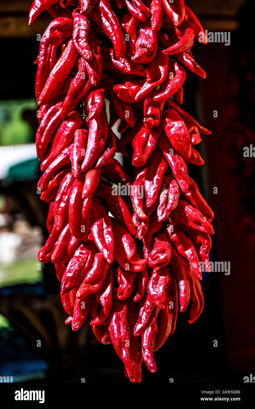 Ristras of red chile in the town Mazocahui, is part of the route of the ...