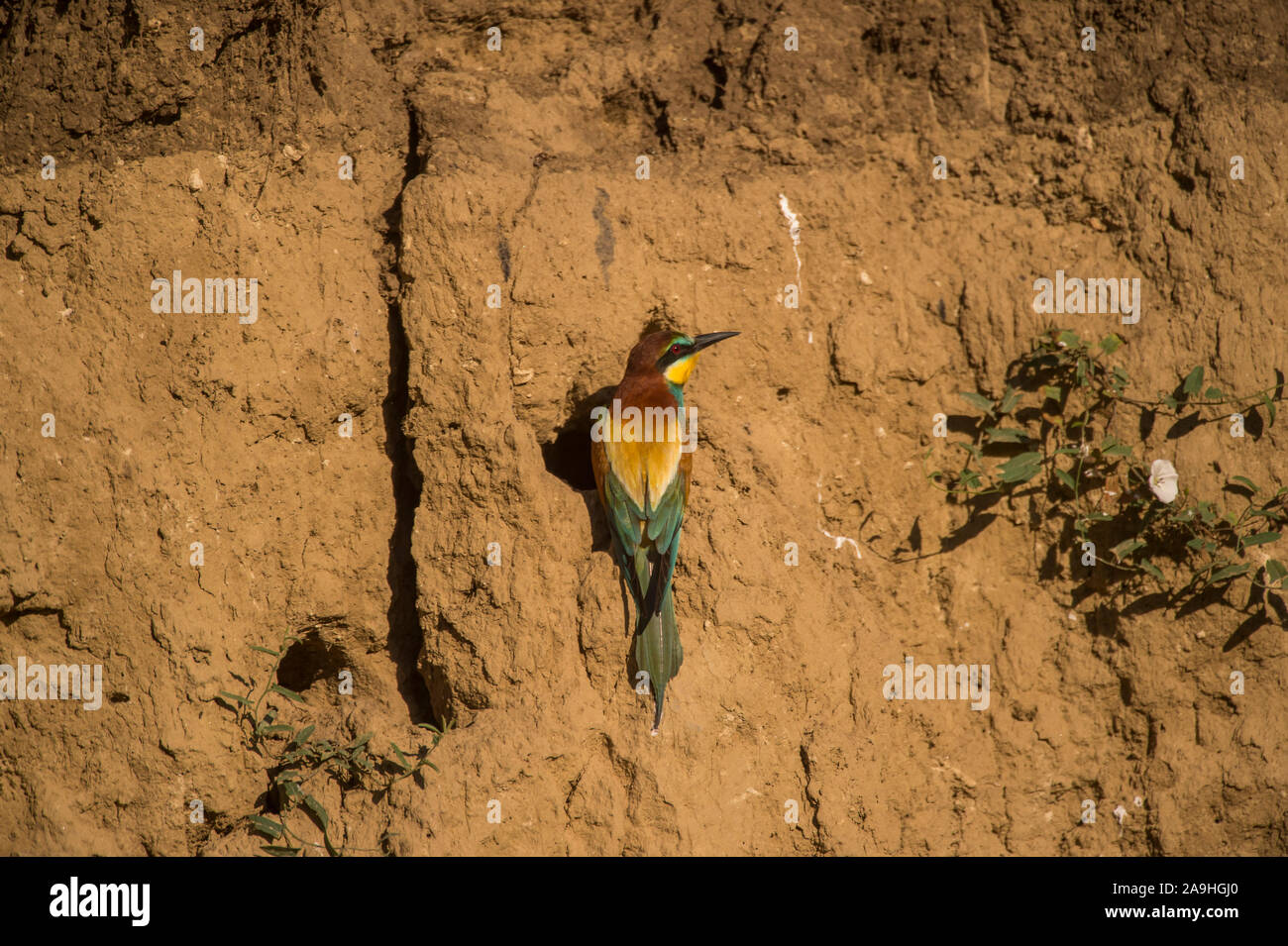 Bee-eater (Merop apiaster), Hortobágy National Park, Hungary Stock ...
