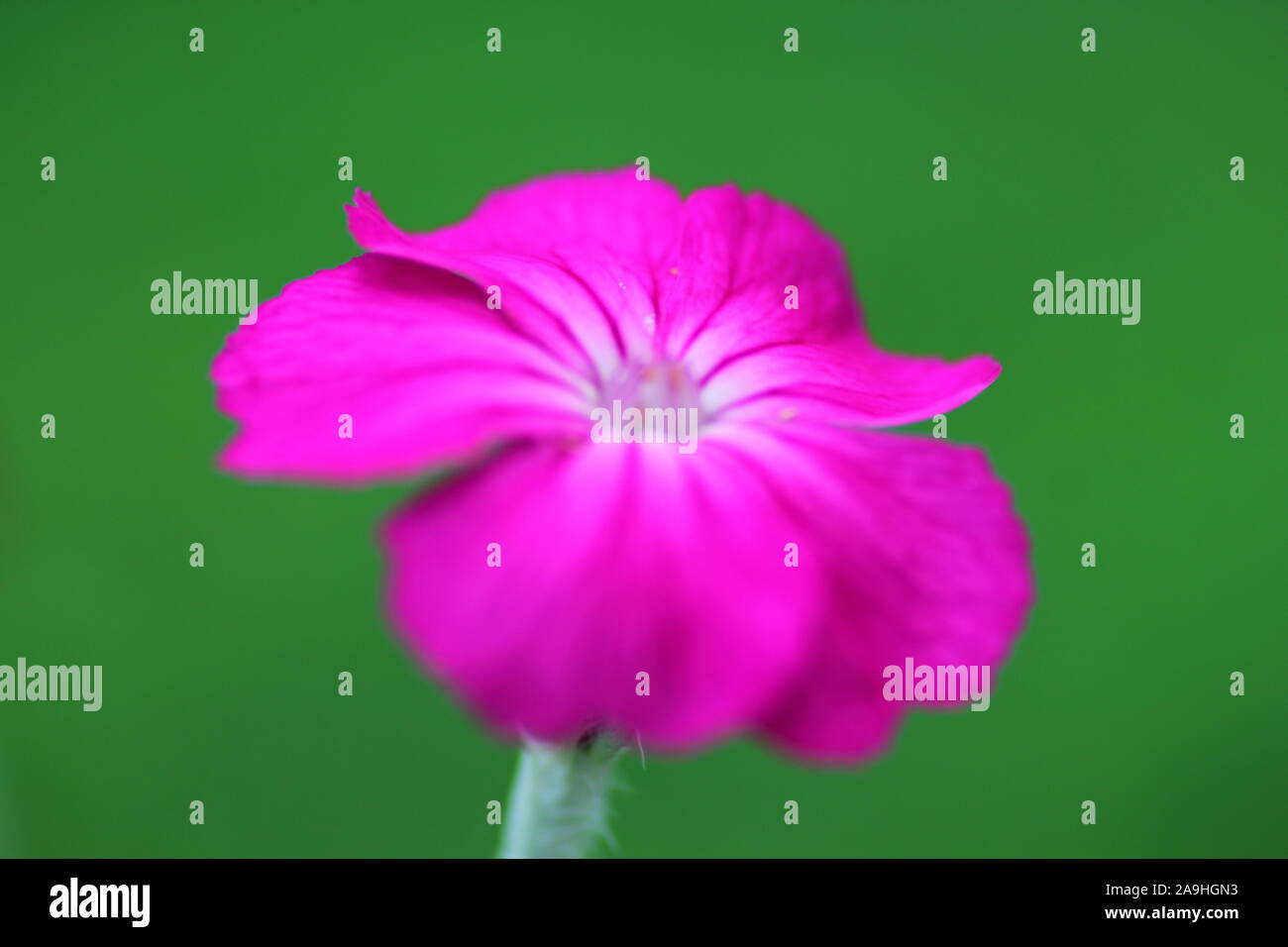 Crown campion hi-res stock photography and images - Alamy