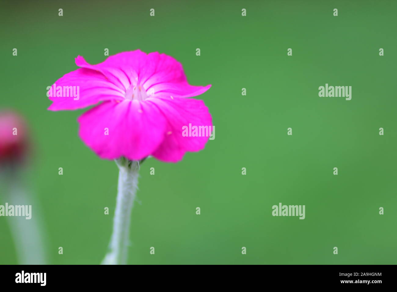 Crown campion hi-res stock photography and images - Alamy