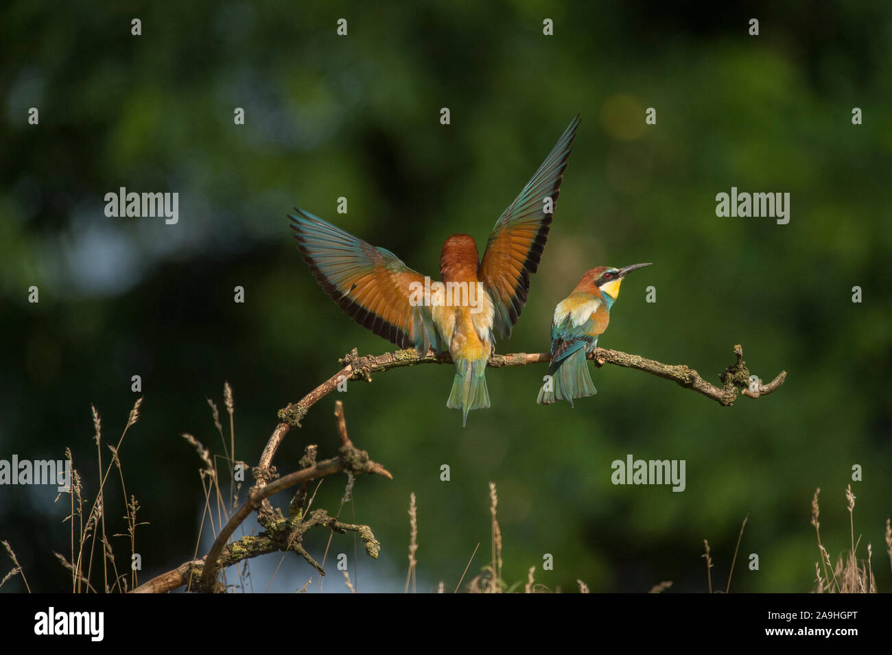 Bee-eater (Merop apiaster), Hortobágy National Park, Hungary Stock ...