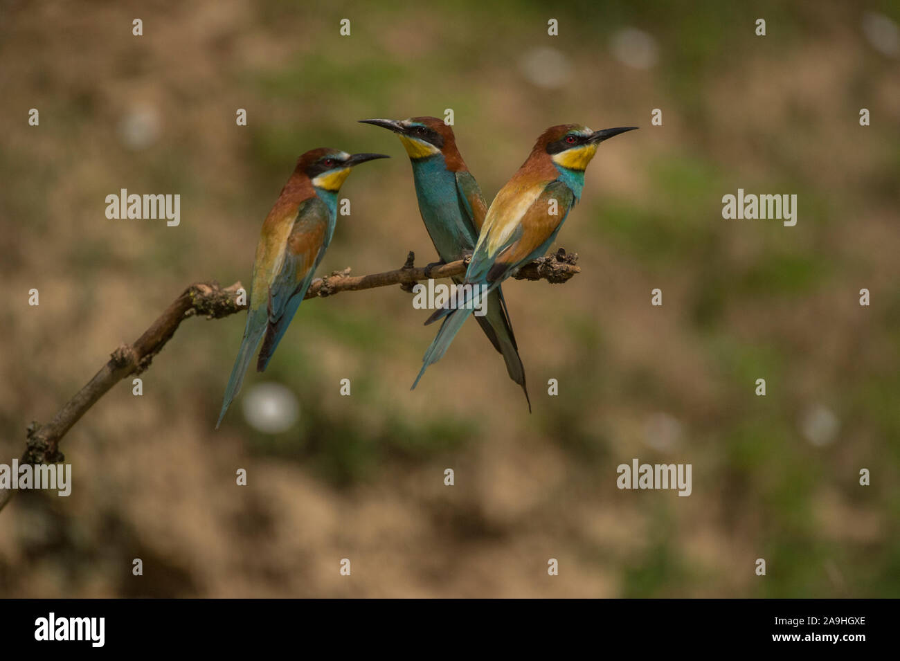 Bee-eater (Merop apiaster), Hortobágy National Park, Hungary Stock ...