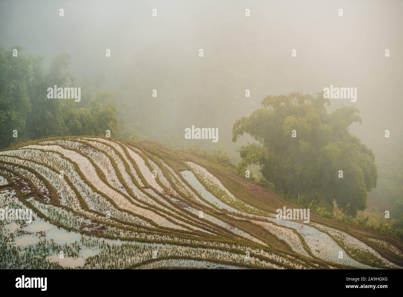 Flooded rice terraces reflecting light at dusk around sunset in Sapa ...
