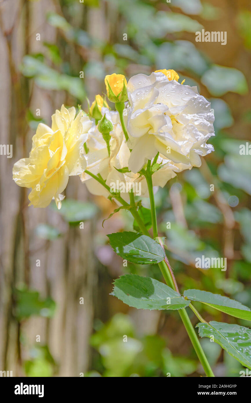 Beautiful white roses at yard over wall concrete wall Stock Photo - Alamy