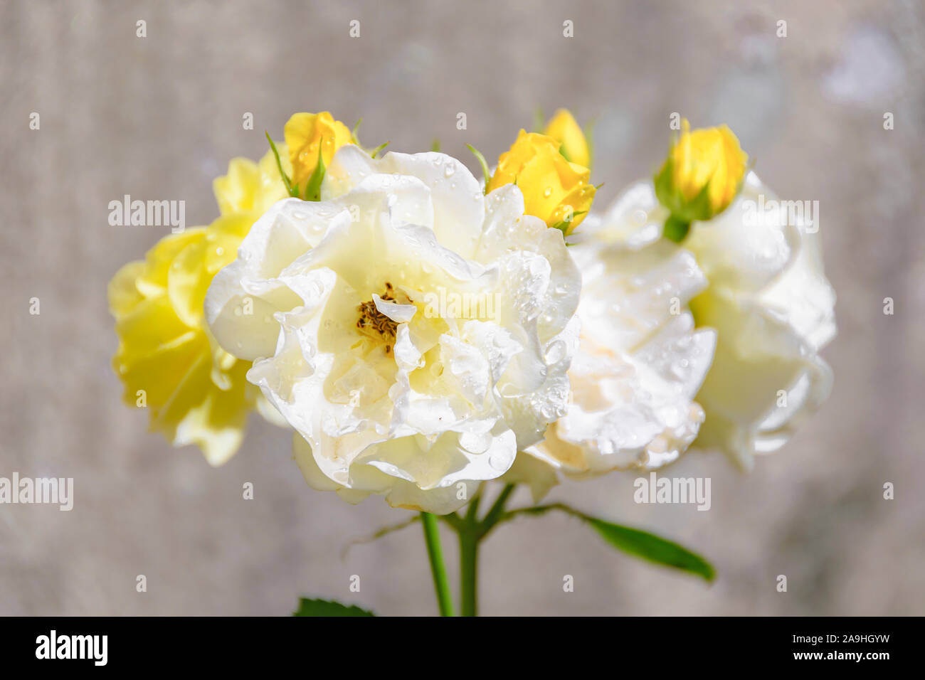 Beautiful white roses at yard over wall concrete wall Stock Photo - Alamy