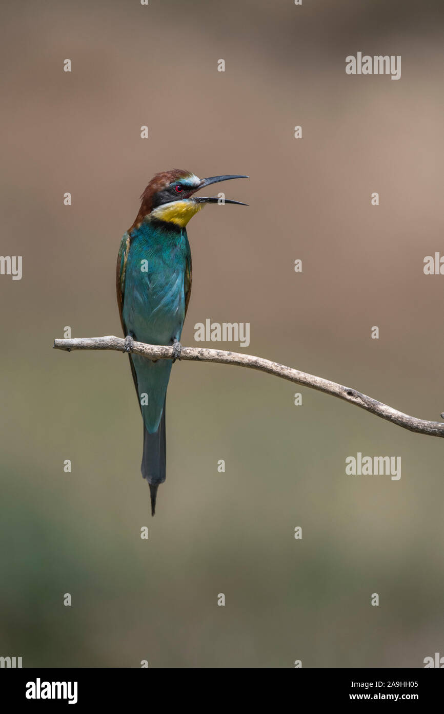 Merop hi-res stock photography and images - Alamy