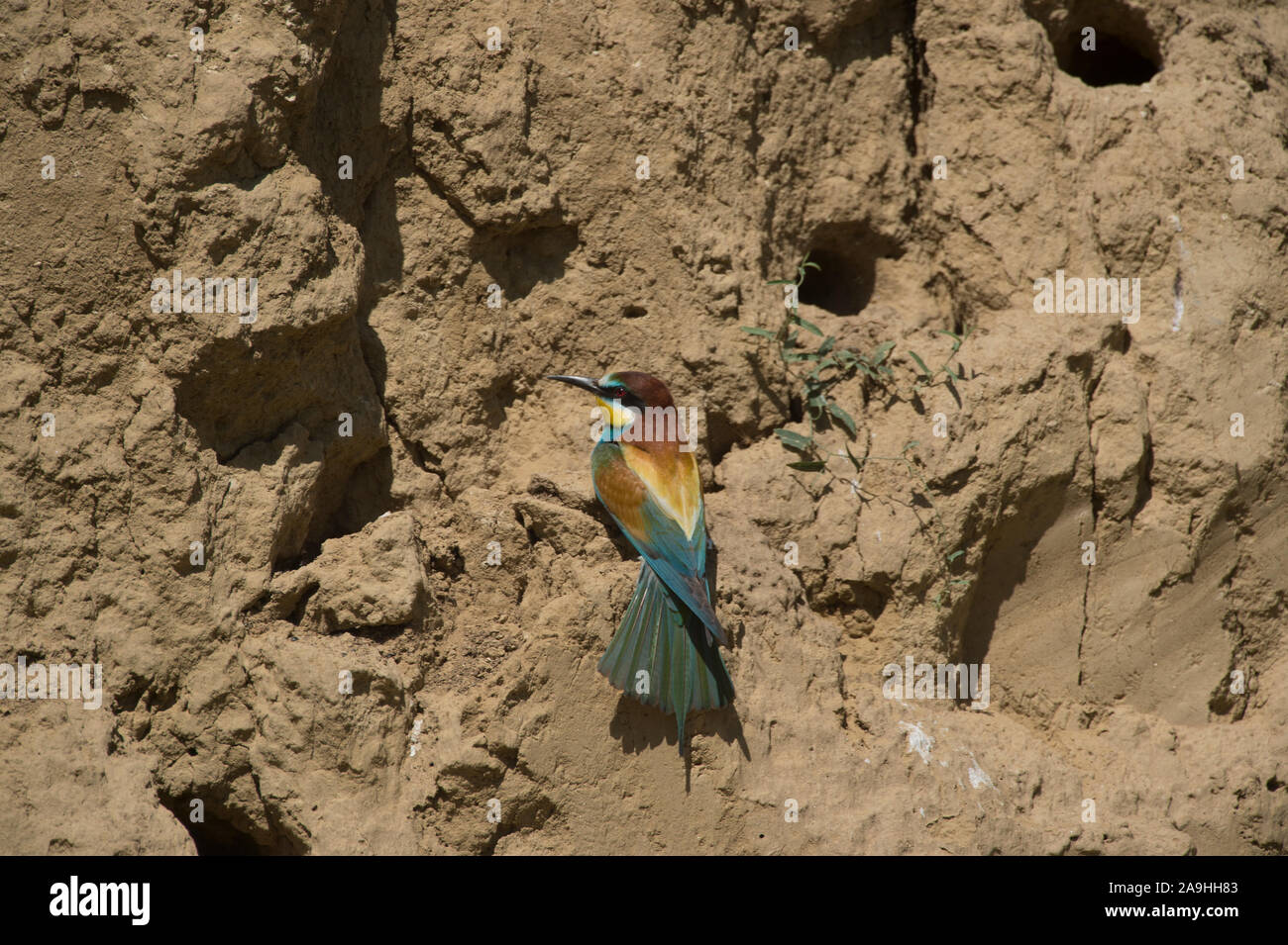 Bee-eater (Merop apiaster), Hortobágy National Park, Hungary Stock ...