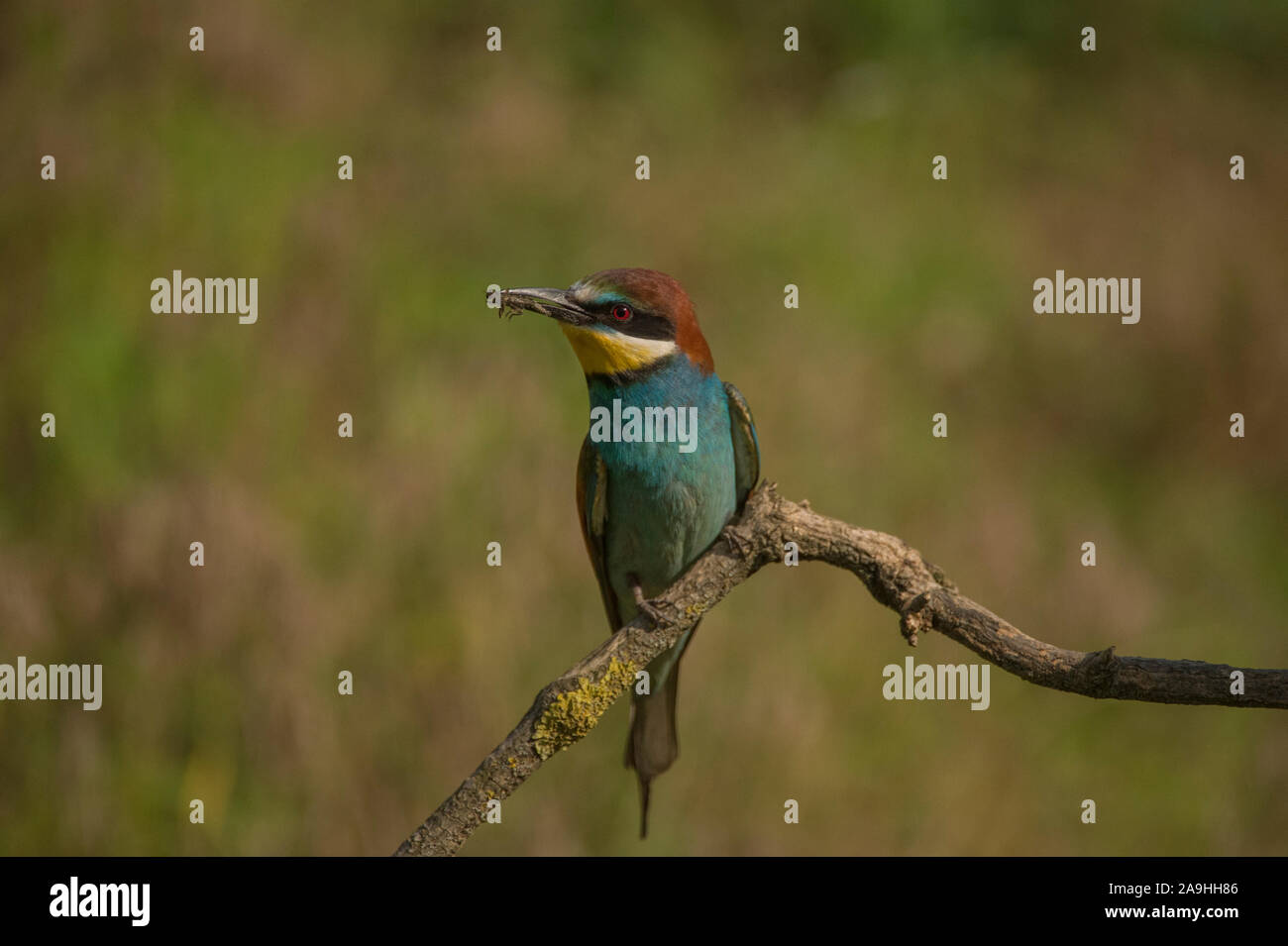 Bee-eater (Merop apiaster), Hortobágy National Park, Hungary Stock ...