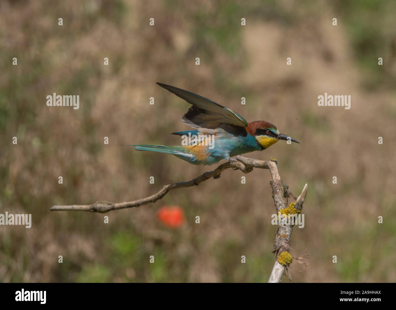 Merop hi-res stock photography and images - Alamy