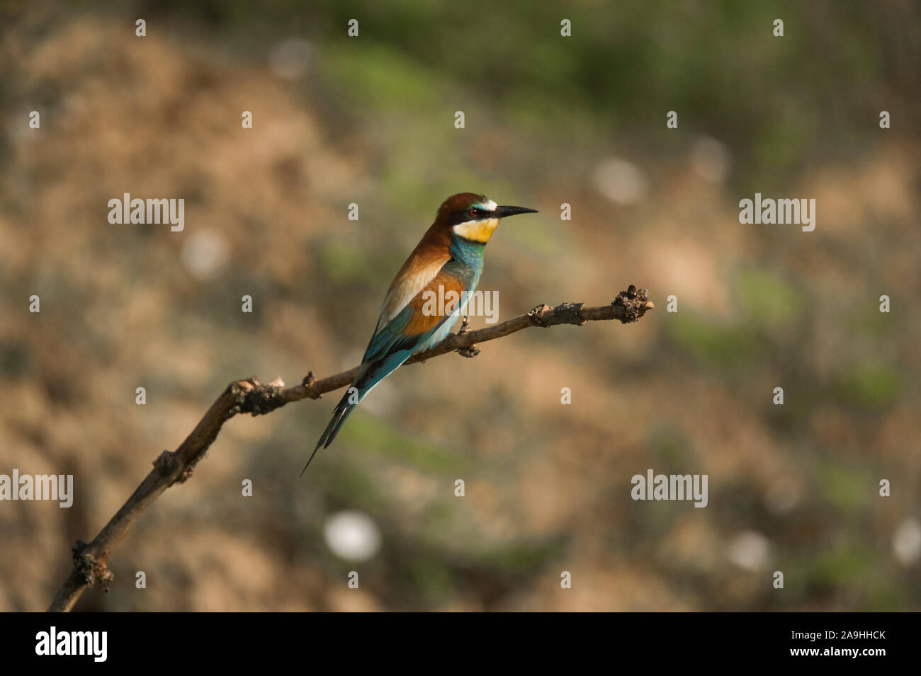 Bee-eater (Merop apiaster), Hortobágy National Park, Hungary Stock ...