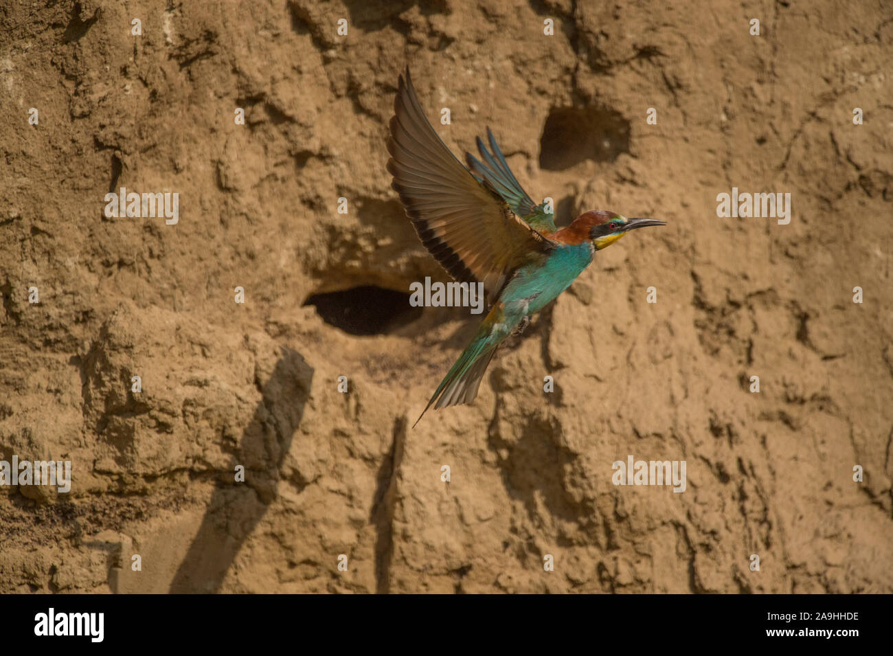 Bee-eater (Merop apiaster), Hortobágy National Park, Hungary Stock ...
