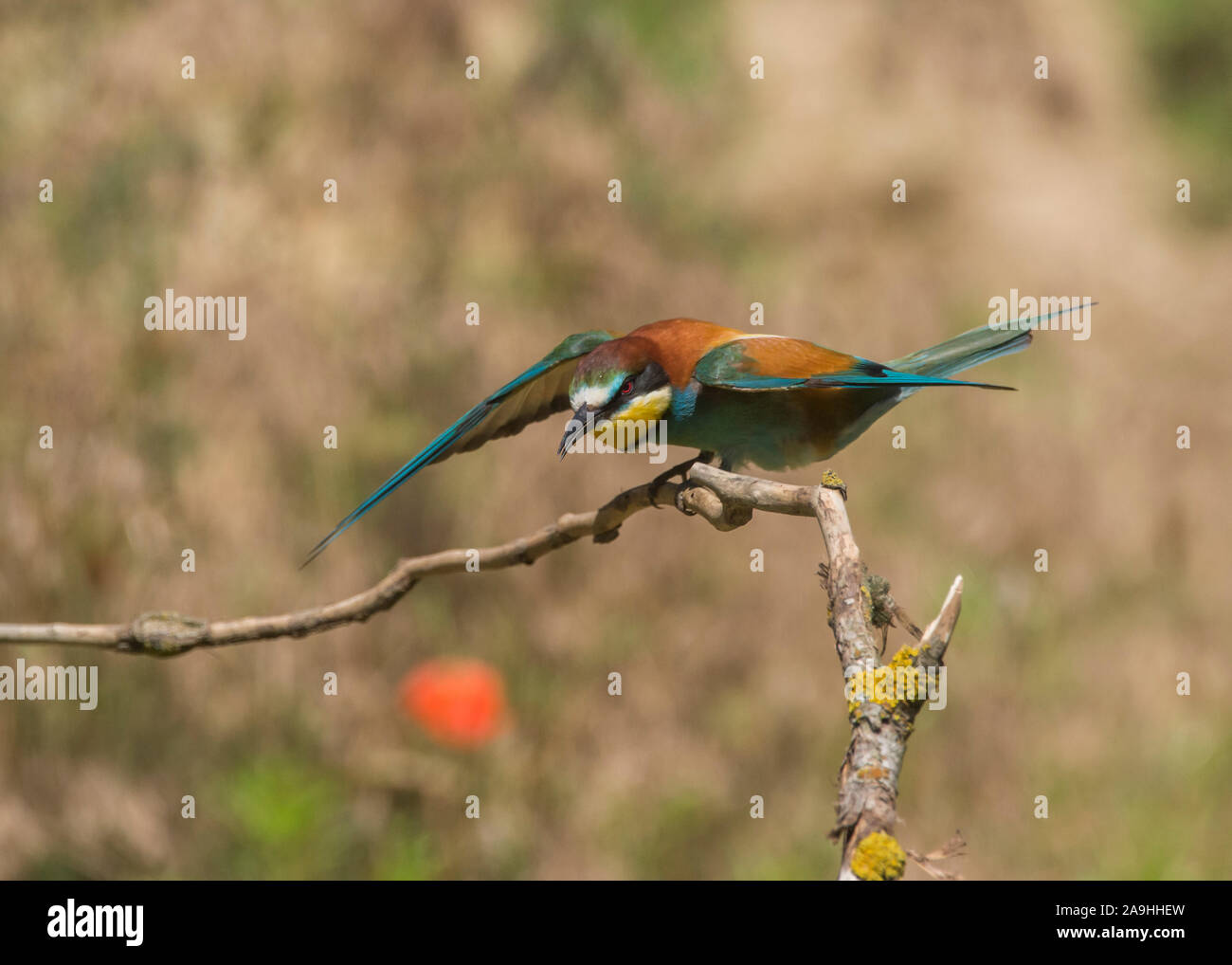 Bee-eater (Merop apiaster), Hortobágy National Park, Hungary Stock ...