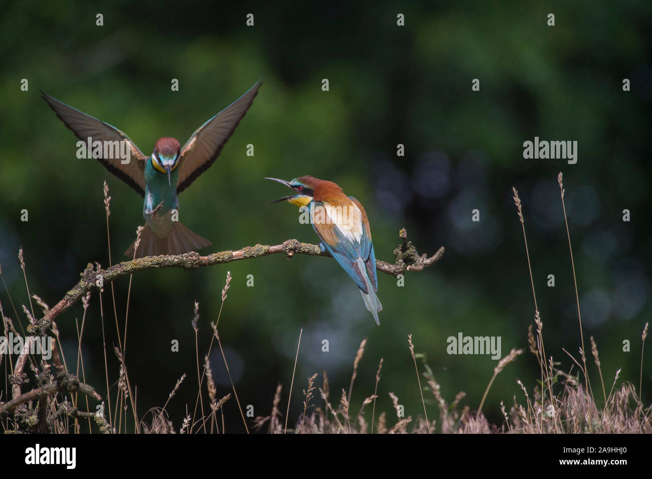 Bee-eater (Merop apiaster), Hortobágy National Park, Hungary Stock ...