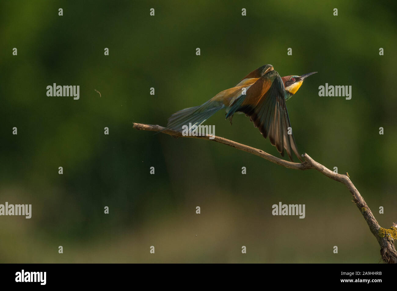 Bee-eater (Merop apiaster), Hortobágy National Park, Hungary Stock ...