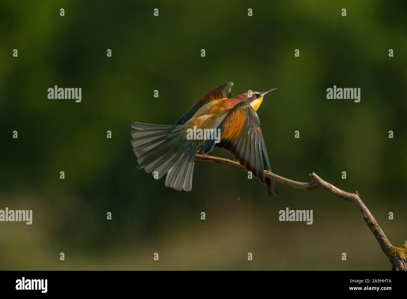 Bee-eater (Merop apiaster), Hortobágy National Park, Hungary Stock ...