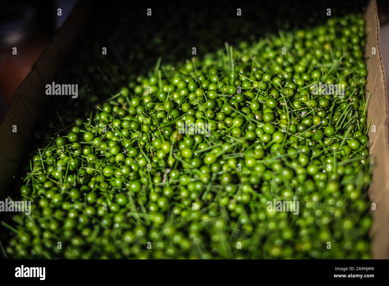 Chiltepin, green chitepin chili. Typical of the Sonoran region, sold in ...