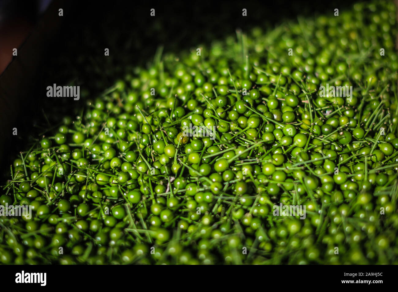 Chiltepin, green chitepin chili. Typical of the Sonoran region, sold in ...
