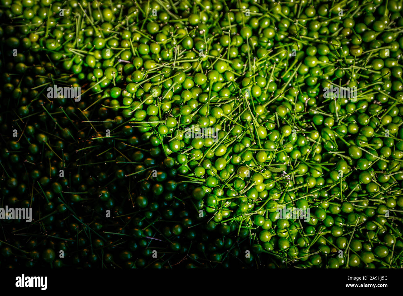 Chiltepin, green chitepin chili. Typical of the Sonoran region, sold in ...