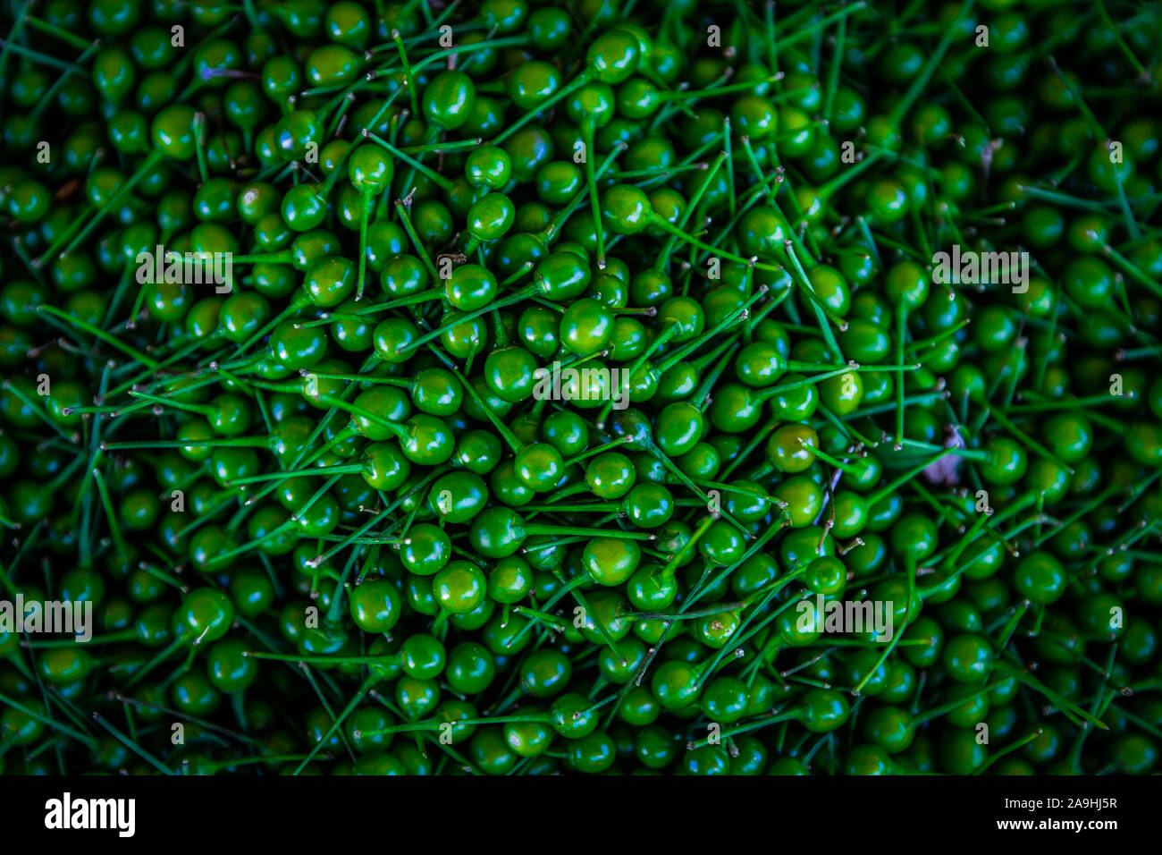 Chiltepin, green chitepin chili. Typical of the Sonoran region, sold in ...