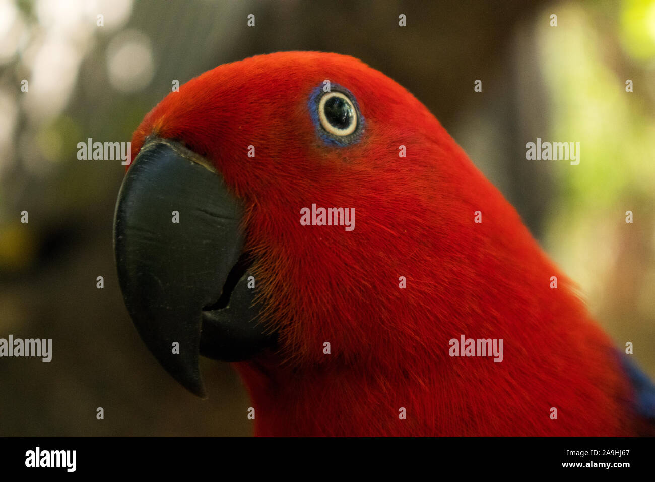 Parrot face hi-res stock photography and images - Alamy