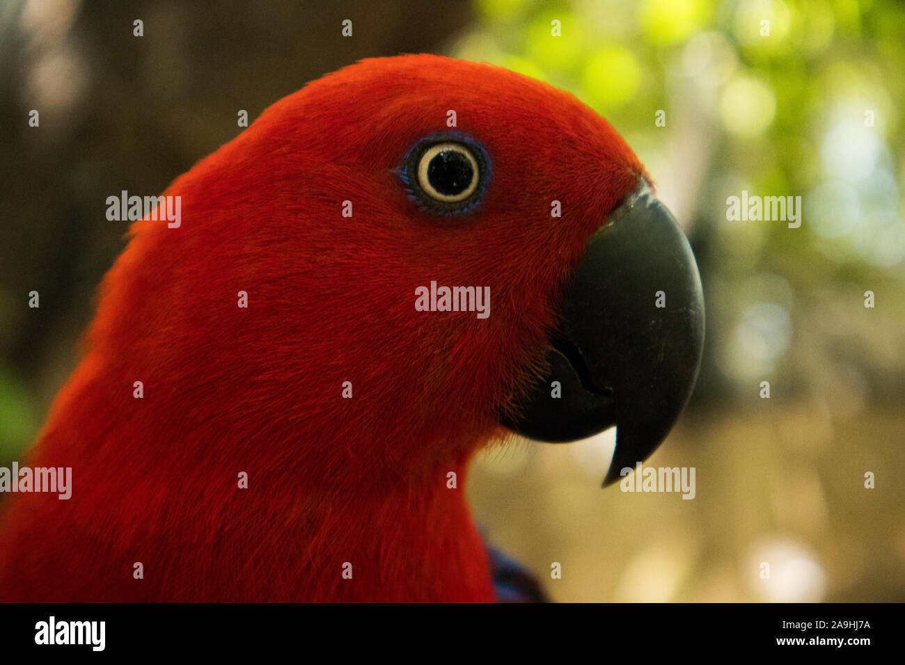 Parrots face hi-res stock photography and images - Alamy