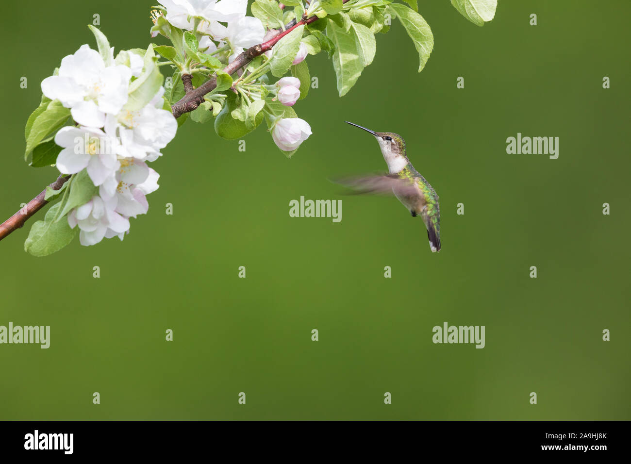 Female ruby-throated hummingbird in northern Wisconsin Stock Photo - Alamy