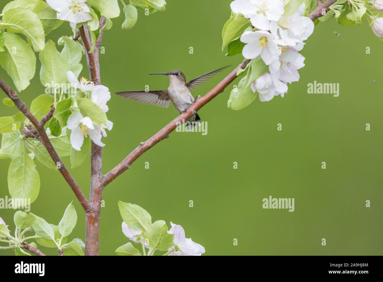 Female ruby-throated hummingbird in northern Wisconsin Stock Photo - Alamy