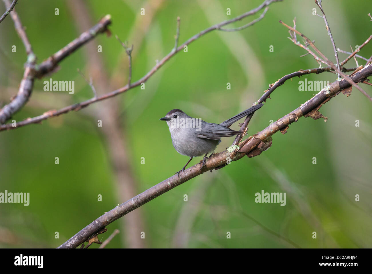 Northern catbird hi-res stock photography and images - Alamy