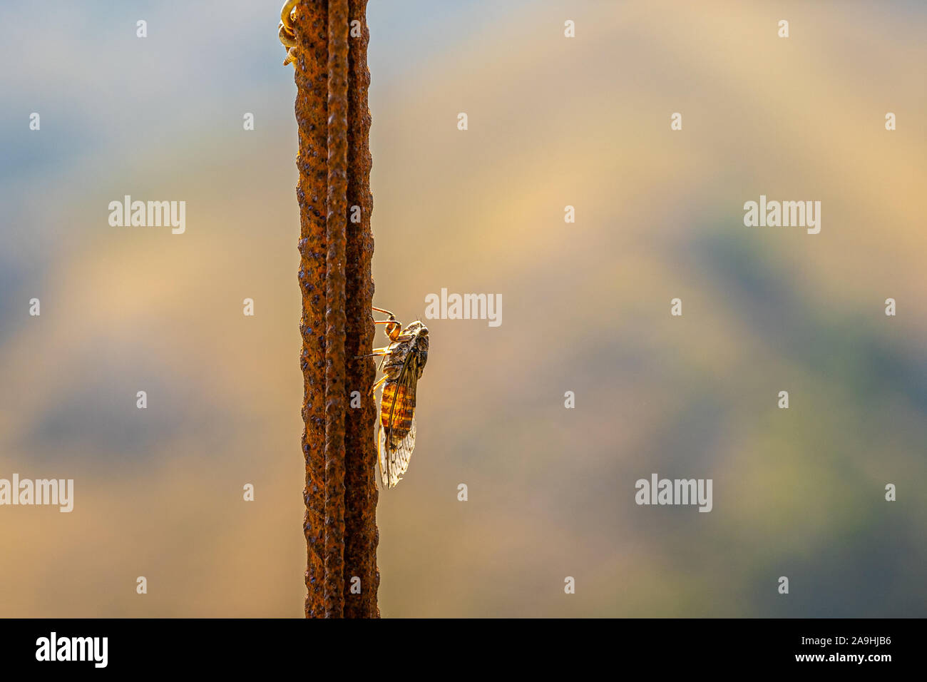 Cicada sitting on a rusty bar on Crete, Greece Stock Photo - Alamy