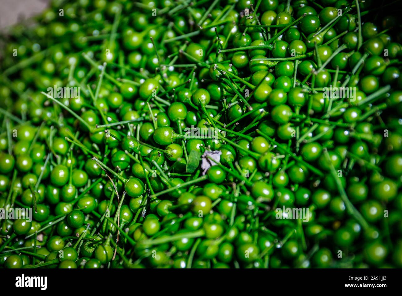 Chile verde del norte hi-res stock photography and images - Alamy
