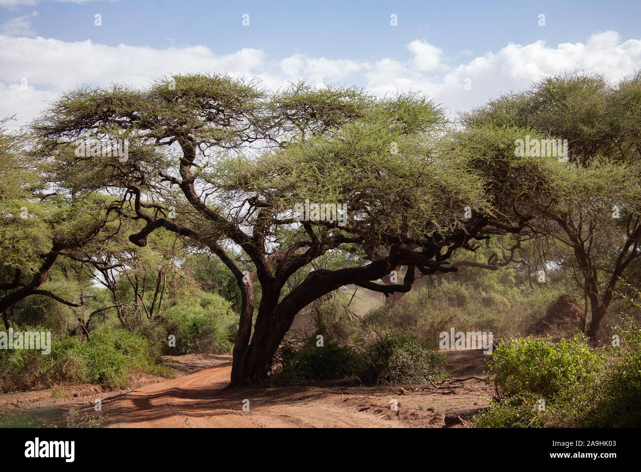 Savana season hi-res stock photography and images - Alamy