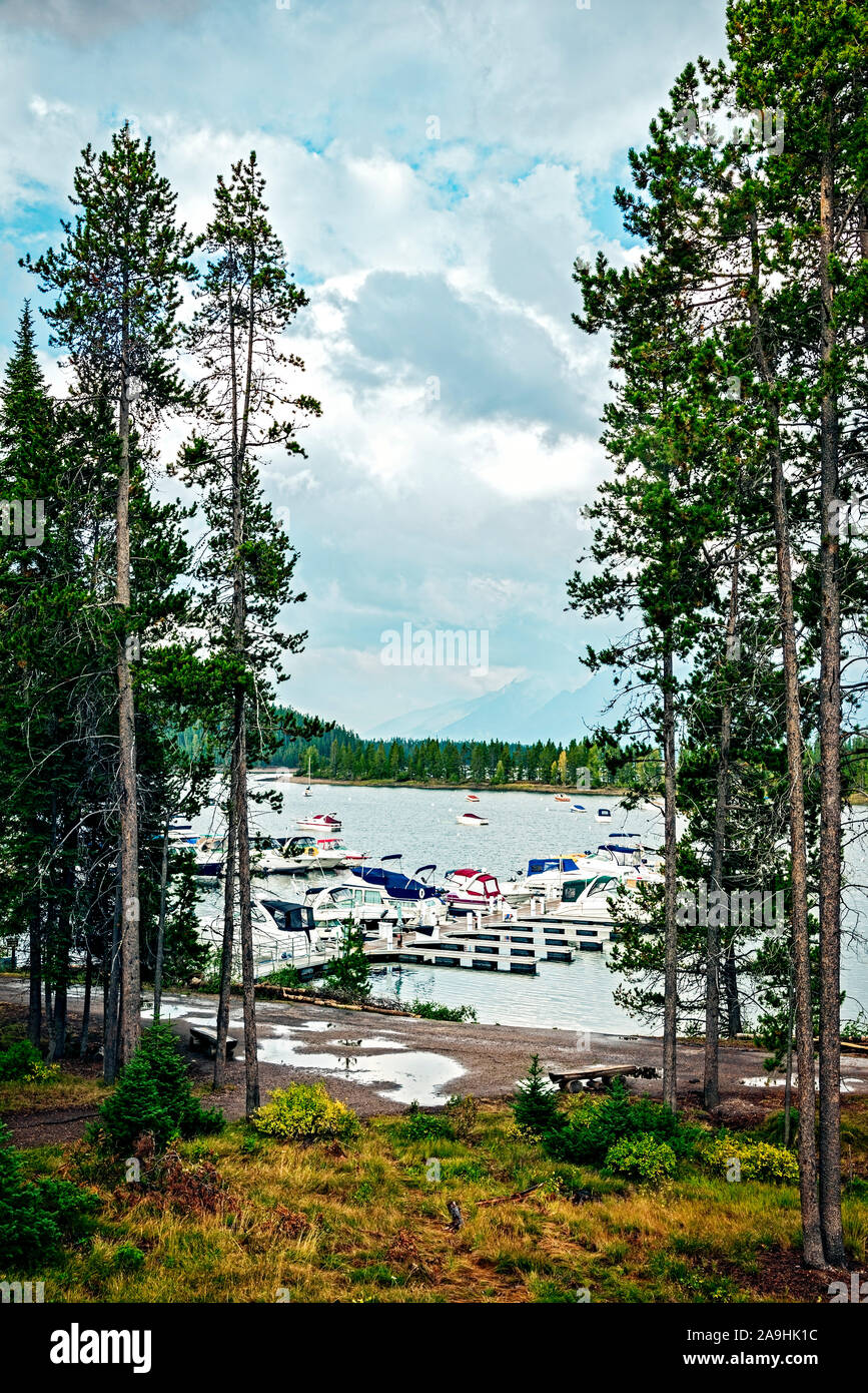 Looking through tall pines at boats docked on the lake Stock Photo - Alamy