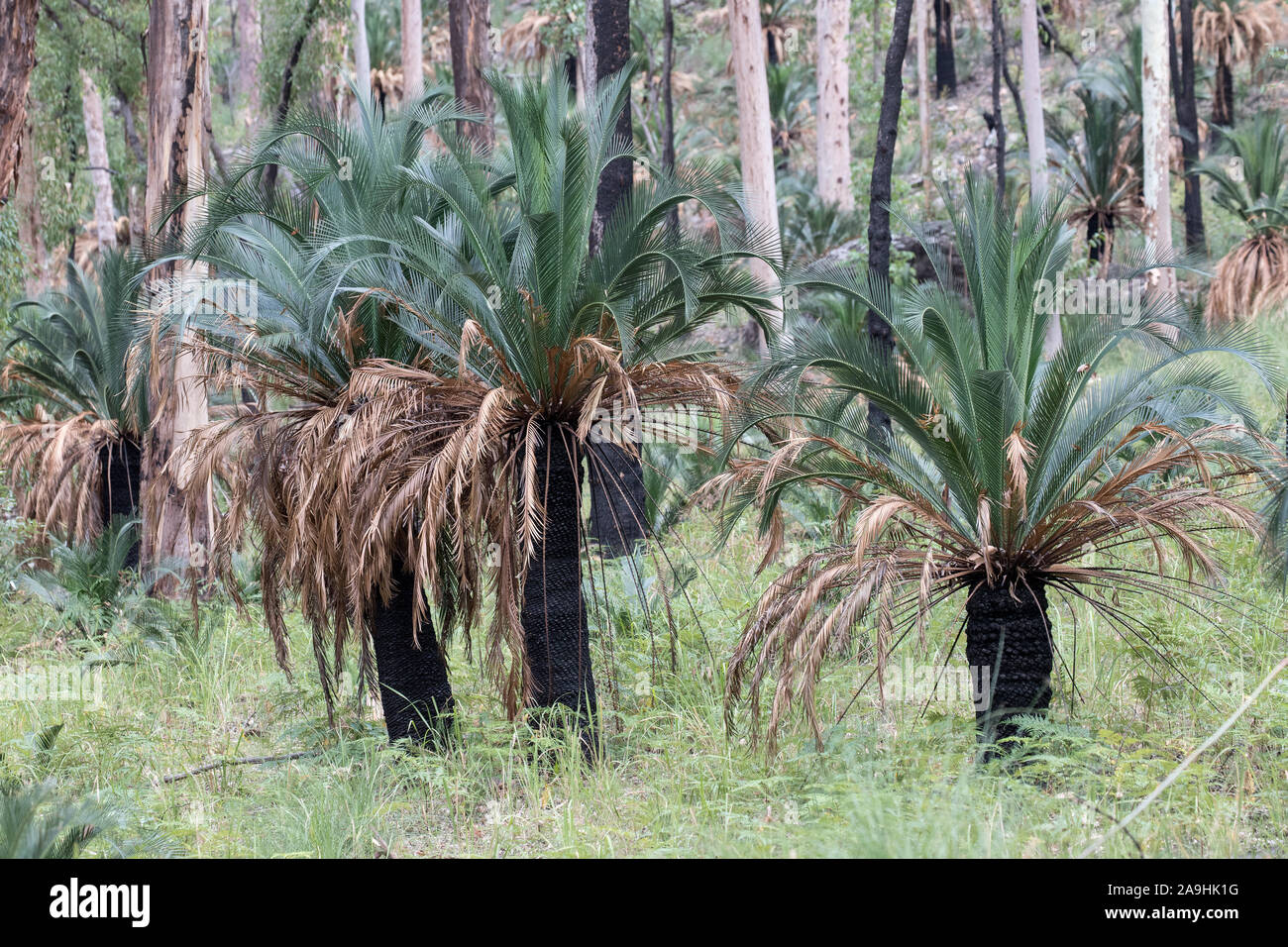 Cycads growing in Carnarvon National Park, Queensland Australia Stock ...