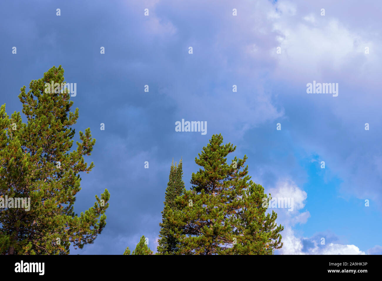 Pine tree tops hi-res stock photography and images - Alamy