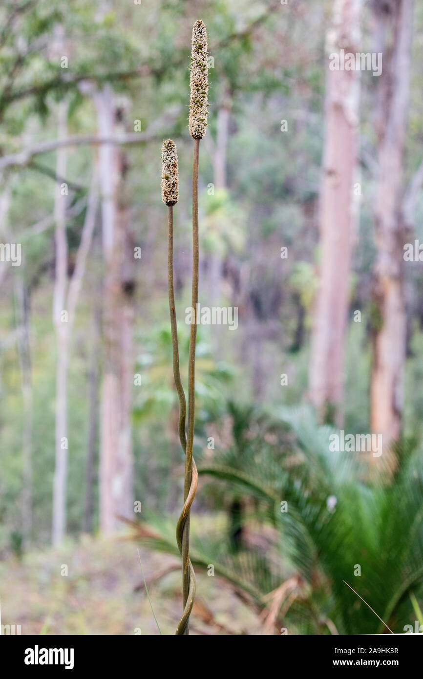 Grass tree flower xanthorrhoea hi-res stock photography and images - Alamy