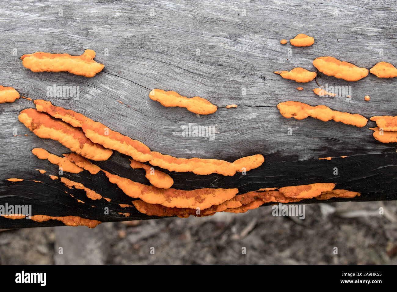 Orange bracket fungi hi-res stock photography and images - Alamy