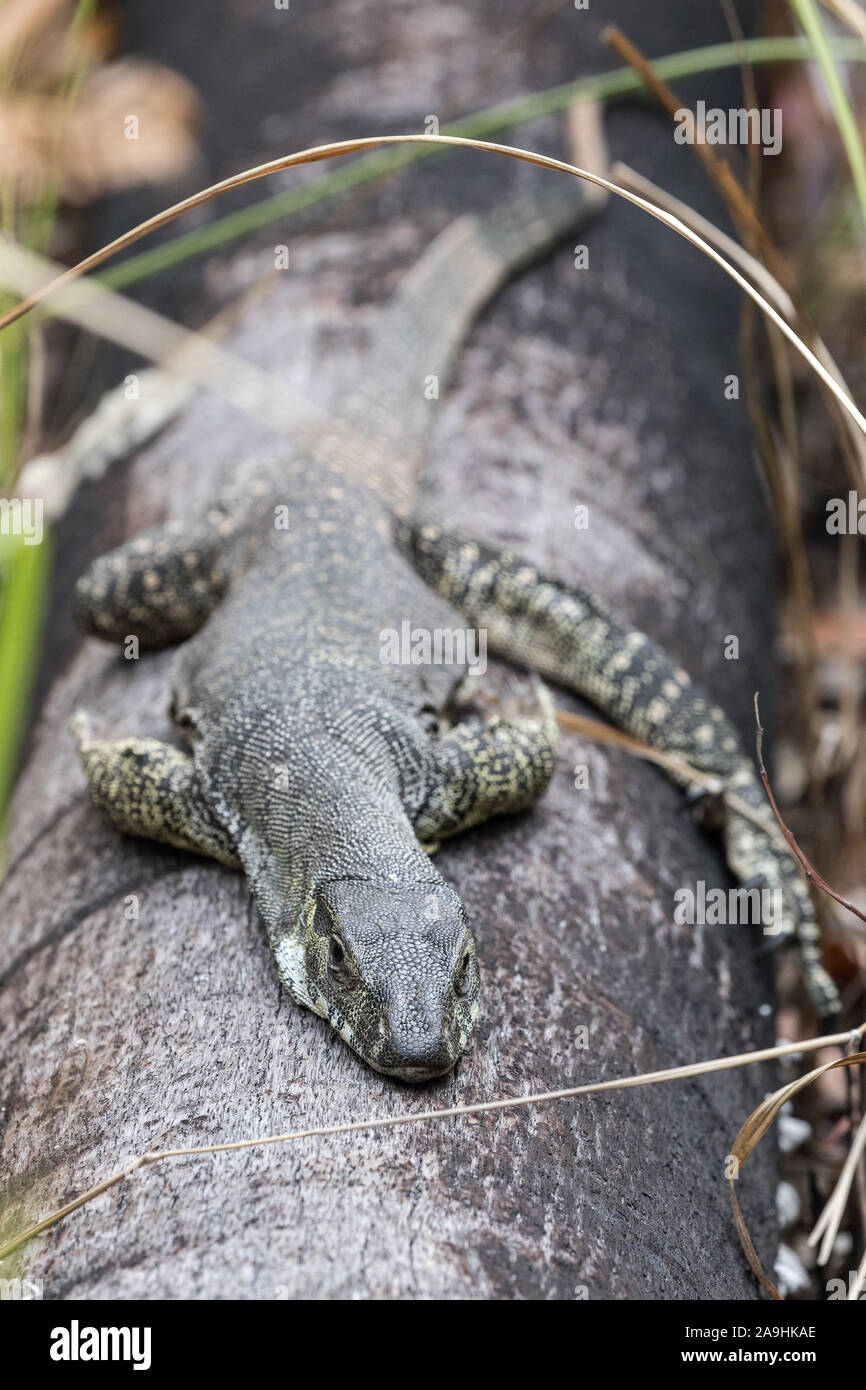 Lace Monitor basking on fallen palm tree Stock Photo - Alamy