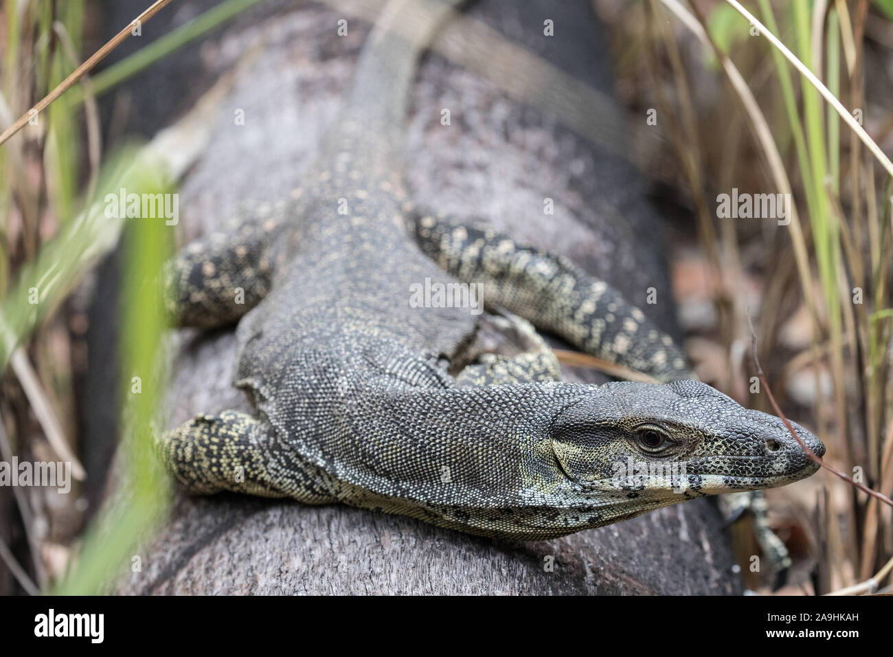Lace Monitor basking on fallen palm tree Stock Photo - Alamy