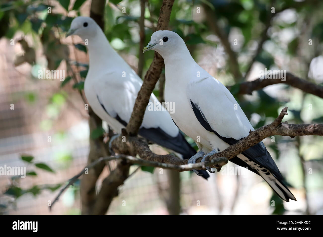 The pied imperial pigeon hi-res stock photography and images - Alamy