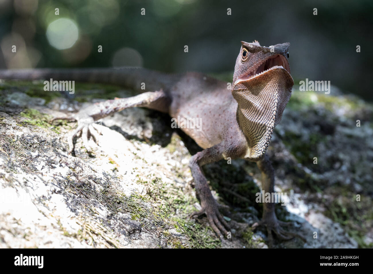 Angle Headed Lizard High Resolution Stock Photography and Images - Alamy
