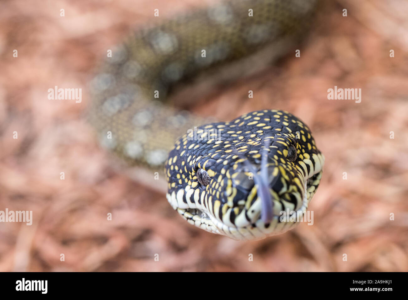 Diamond Python flicking it's tongue Stock Photo - Alamy