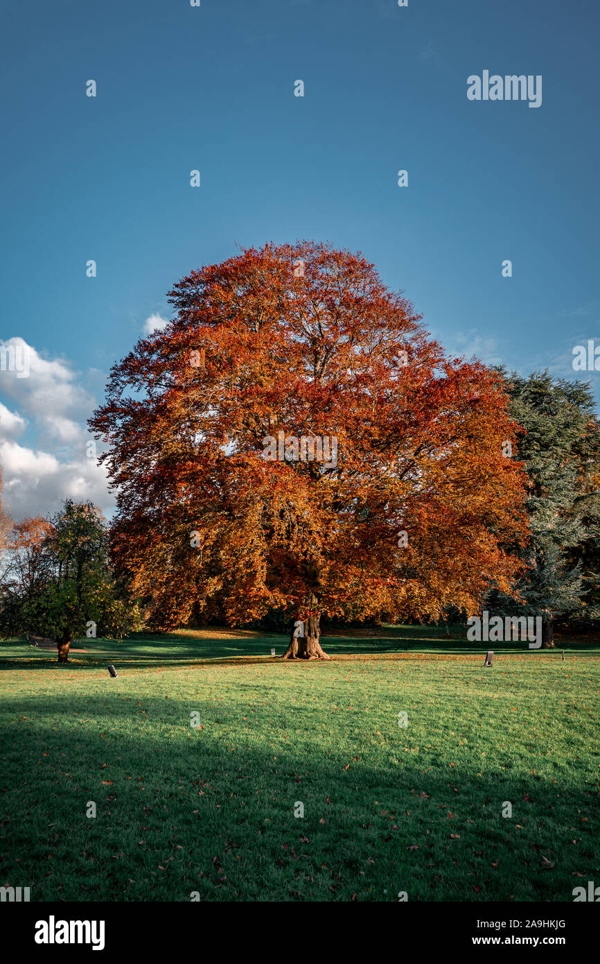 Leaves snowflake maple hi-res stock photography and images - Alamy