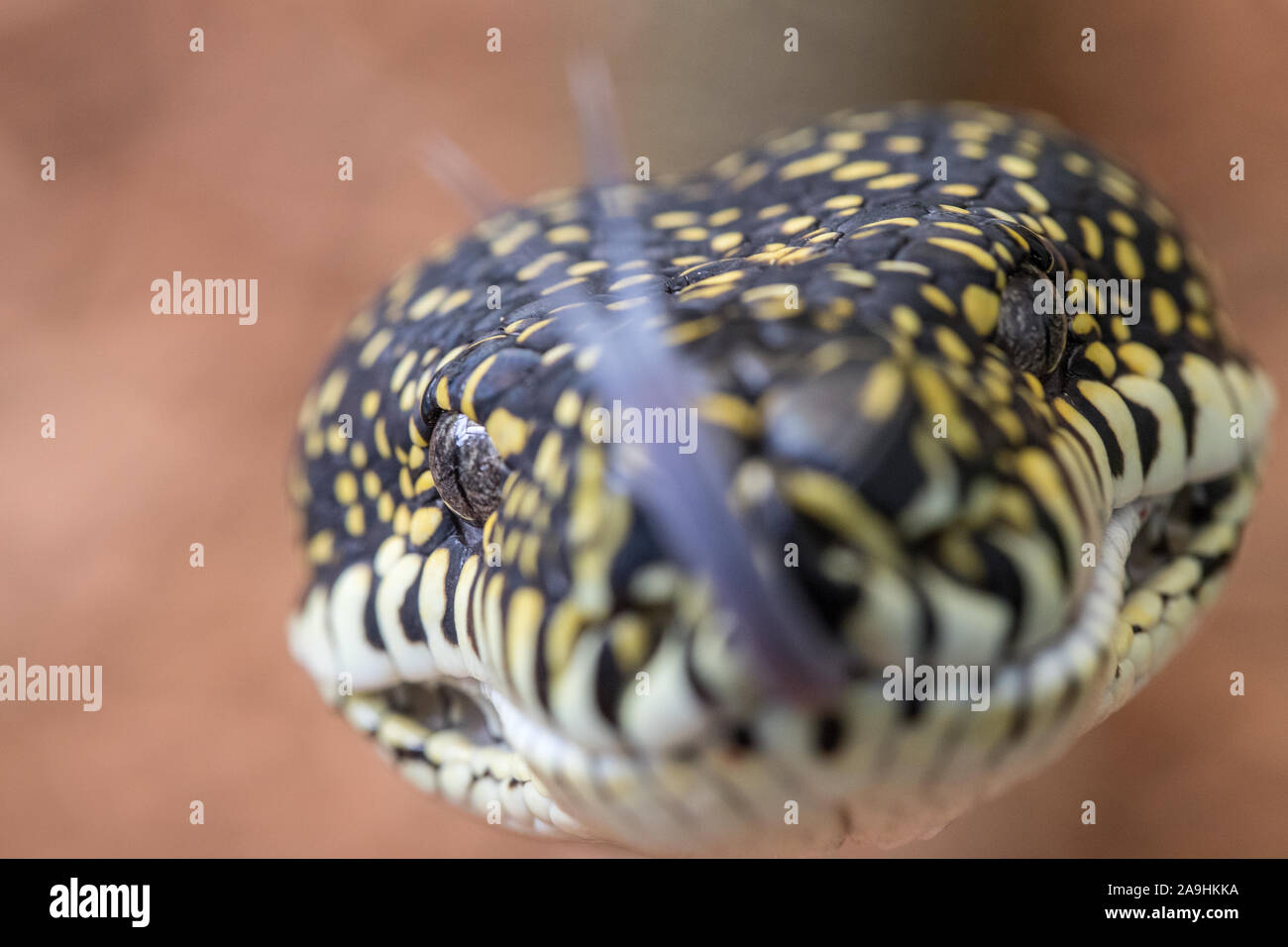 Diamond Python flicking it's tongue Stock Photo - Alamy