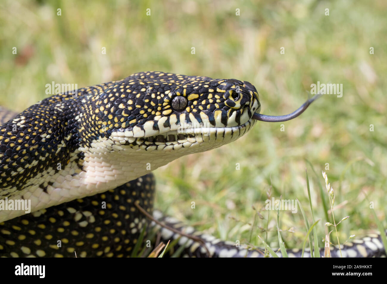 Diamond Python flicking it's tongue Stock Photo - Alamy