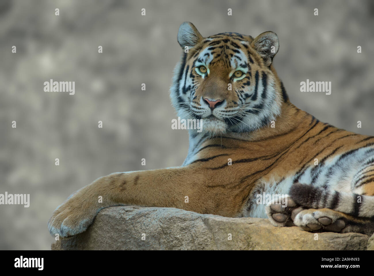 White siberian tiger hi-res stock photography and images - Alamy